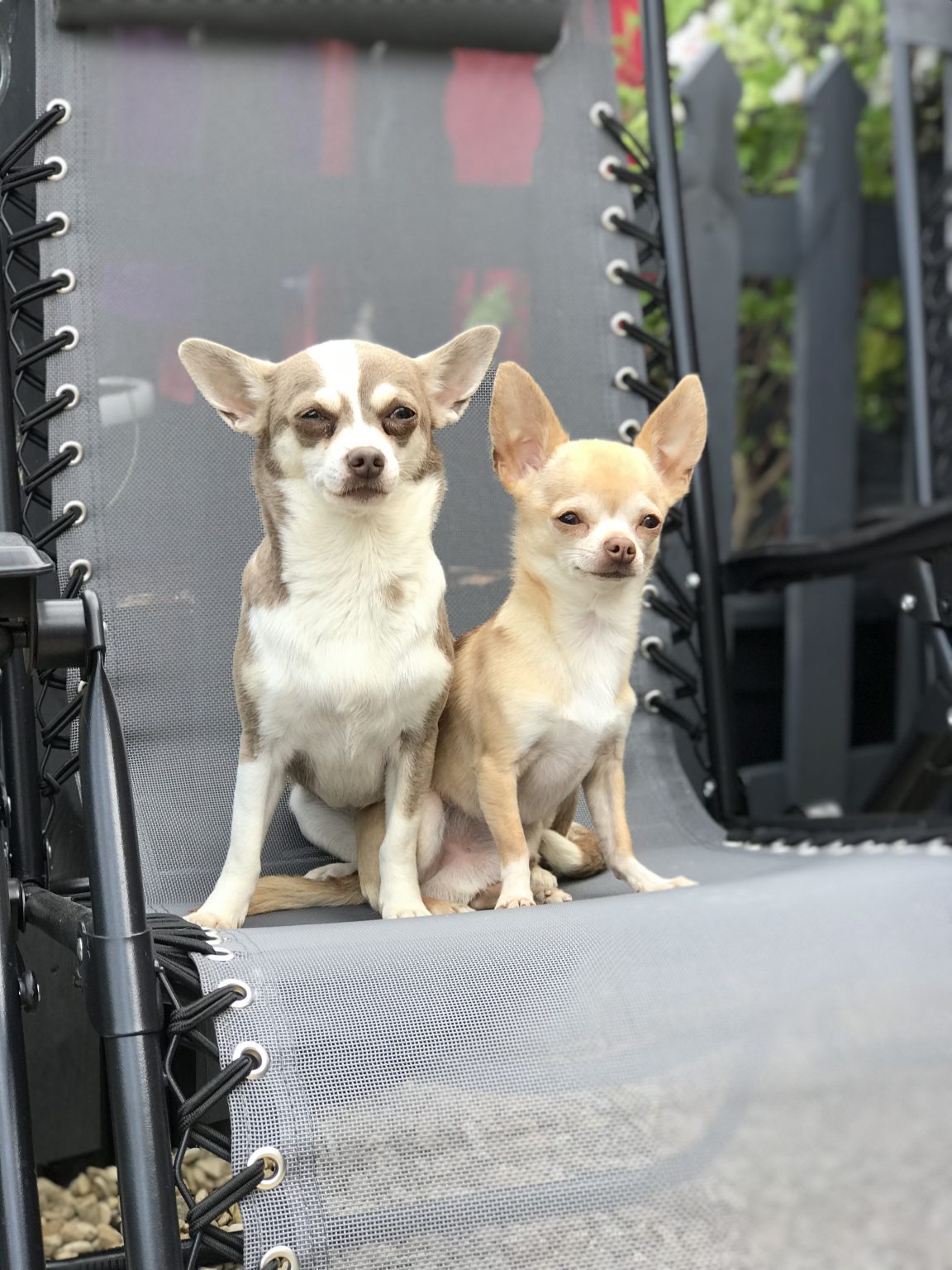 Home - Ruby And Dexter